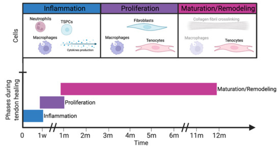 Polymer-Based Constructs for Flexor Tendon Repair: A Review