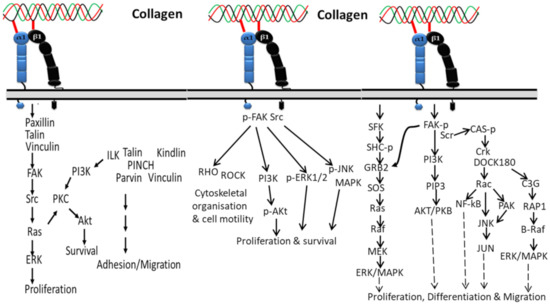 The Molecular Interaction of Collagen with Cell Receptors for ...