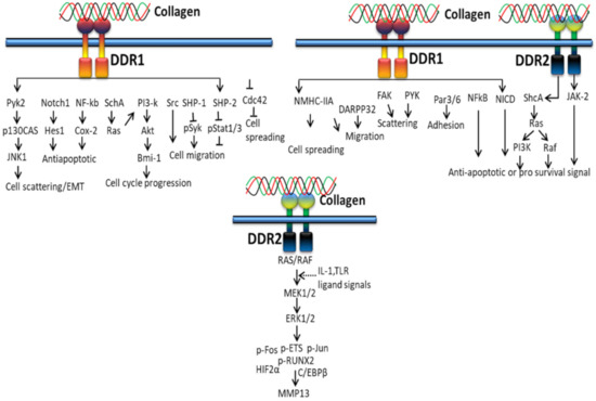 The Molecular Interaction of Collagen with Cell Receptors for ...