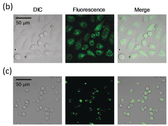 Fluorescent Polymers Conspectus