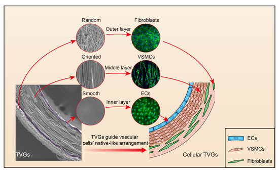 Polymers | Free Full-Text | Tri-Layered Vascular Grafts Guide Vascular ...