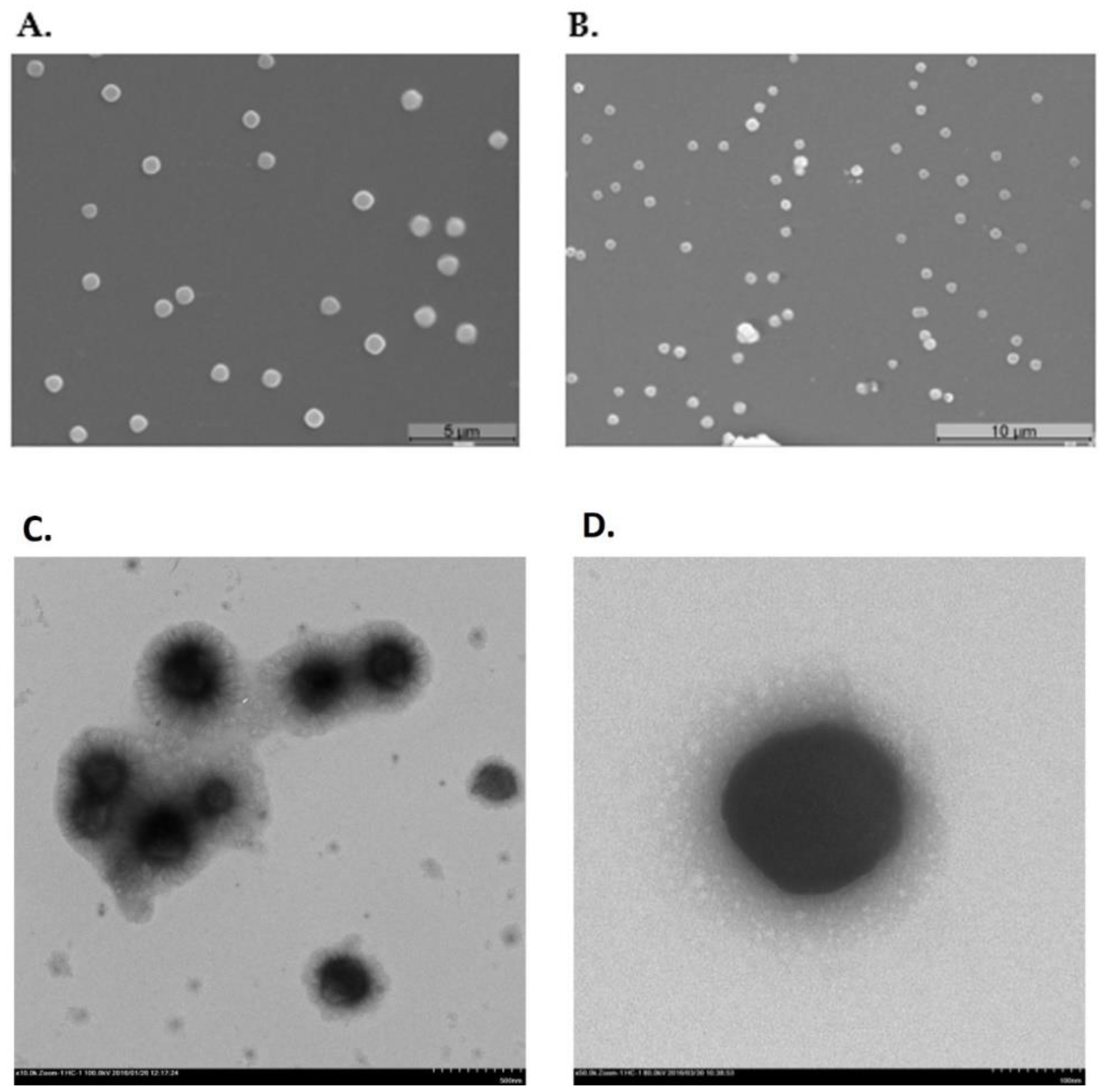 Polymers | Free Full-Text | Modulation of Chitosan-TPP Nanoparticle Properties for Plasmid DNA ...