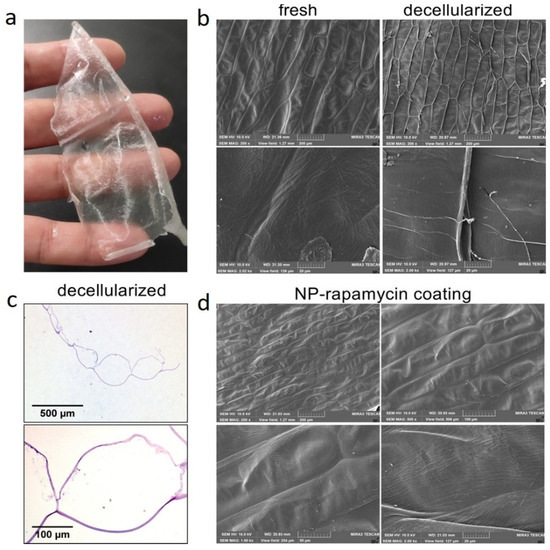 Recent Advances in Development of Natural Cellulosic Non-Woven ...
