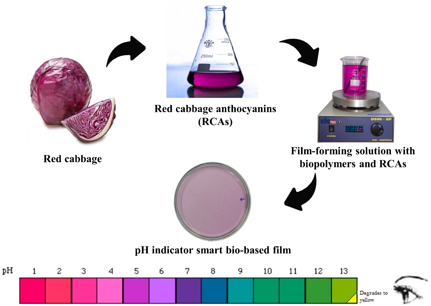 Polymers | Free Full-Text | Application of Red Cabbage Anthocyanins as ...