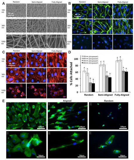 Structural Aspects of Electrospun Scaffolds Intended for Prosthetics of ...