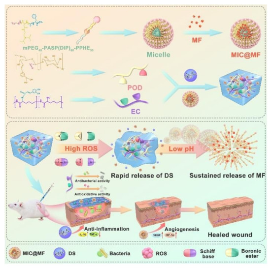 Mechanism of Self-Healing Hydrogels and Application in Tissue Engineering