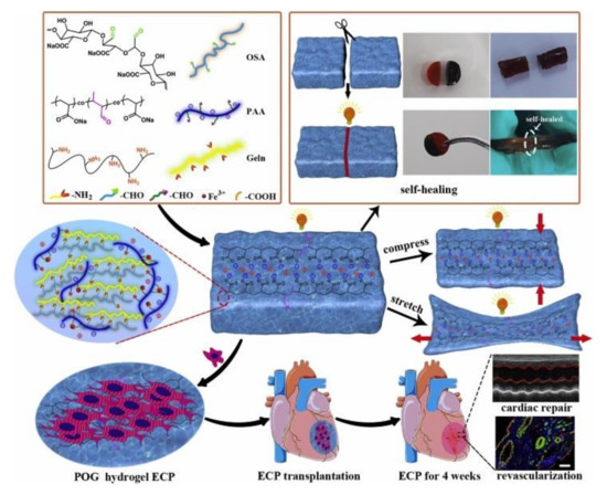 Mechanism of Self-Healing Hydrogels and Application in Tissue Engineering