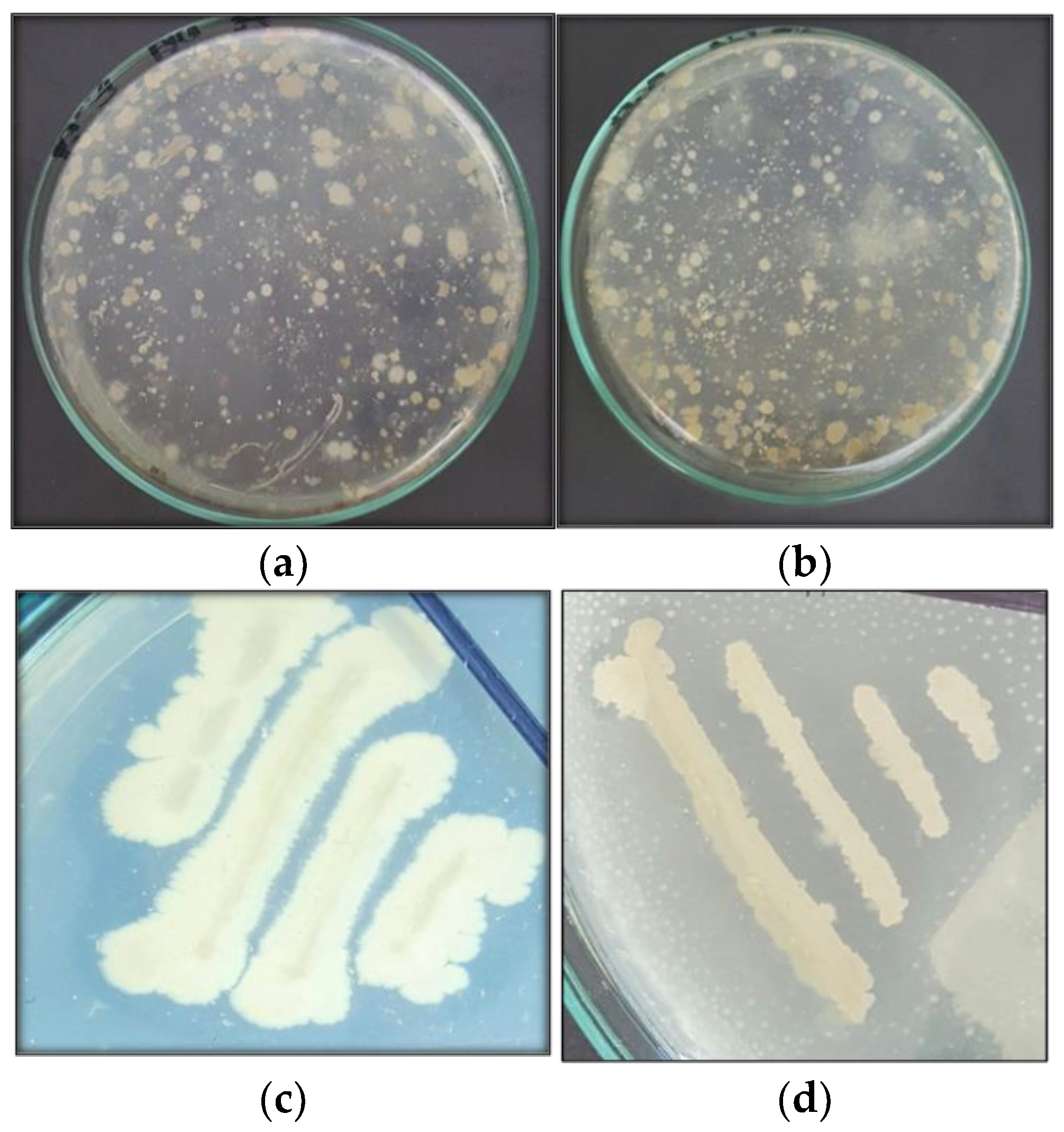 Biodeterioration of Microplastics: A Promising Step towards Plastics ...