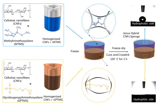 A Review on Nanocellulose and Superhydrophobic Features for Advanced ...