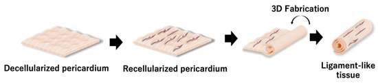 In Vitro Tissue Reconstruction Using Decellularized Pericardium ...