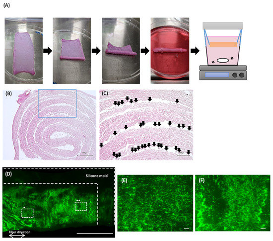 In Vitro Tissue Reconstruction Using Decellularized Pericardium ...