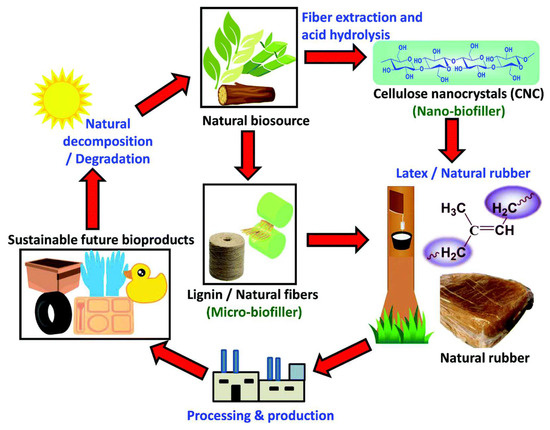 Natural Fiber-Reinforced Thermoplastic ENR/PVC Composites as Potential ...