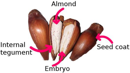 Characterization of Gels and Films Produced from Pinhão Seed Coat ...