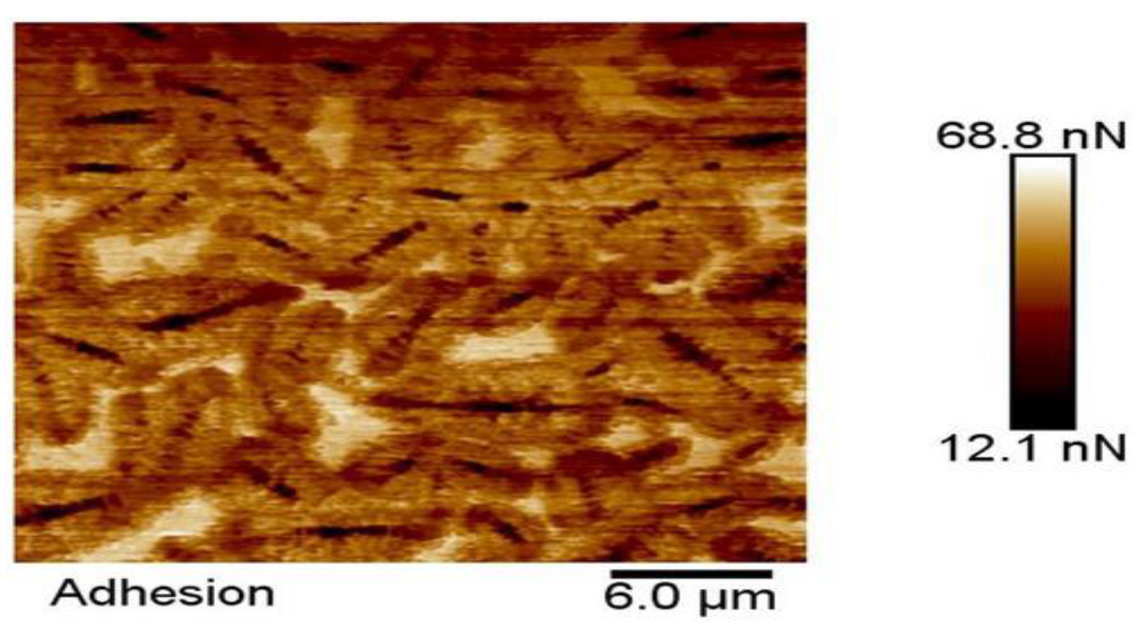 Application of Atomic Force Microscopy as Advanced Asphalt Testing ...
