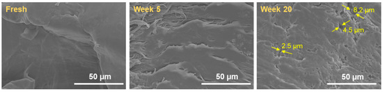 Polymers | An Open Access Journal from MDPI