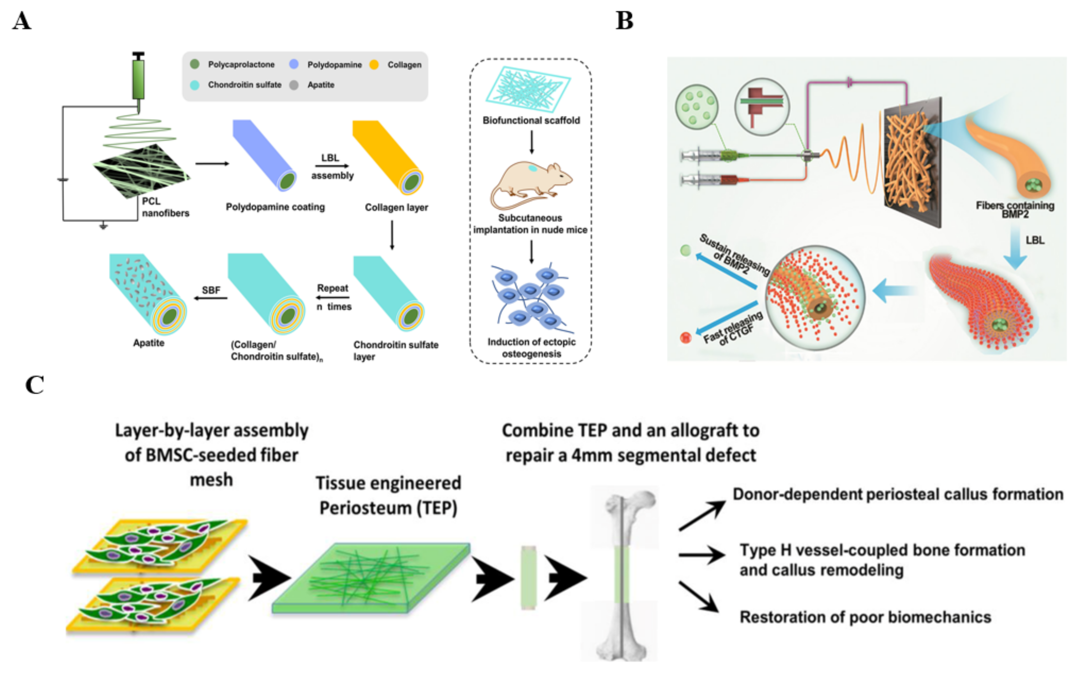 Functionalization of Electrospun Nanofiber for Bone Tissue Engineering
