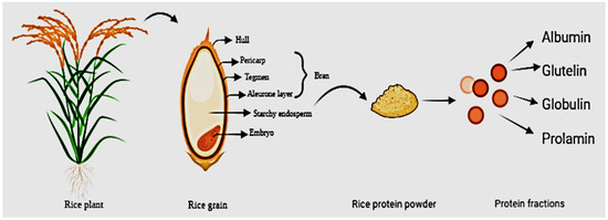 A Narrative Review on Rice Proteins: Current Scenario and Food ...