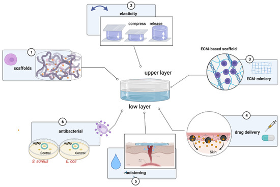Bilayer Hydrogels for Wound Dressing and Tissue Engineering