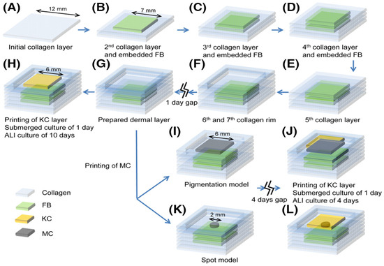 Bilayer Hydrogels for Wound Dressing and Tissue Engineering