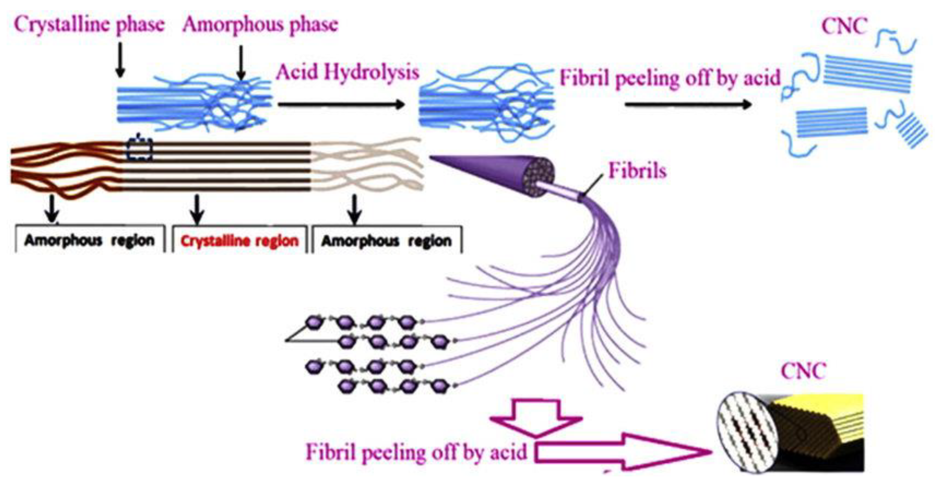 A Review on the Modification of Cellulose and Its Applications