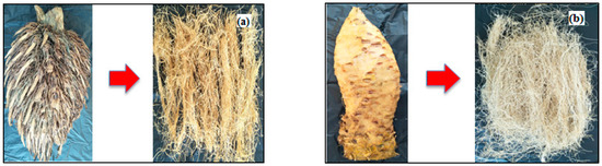 Oil Palm Empty Fruit Bunches as Raw Material of Dissolving Pulp for ...