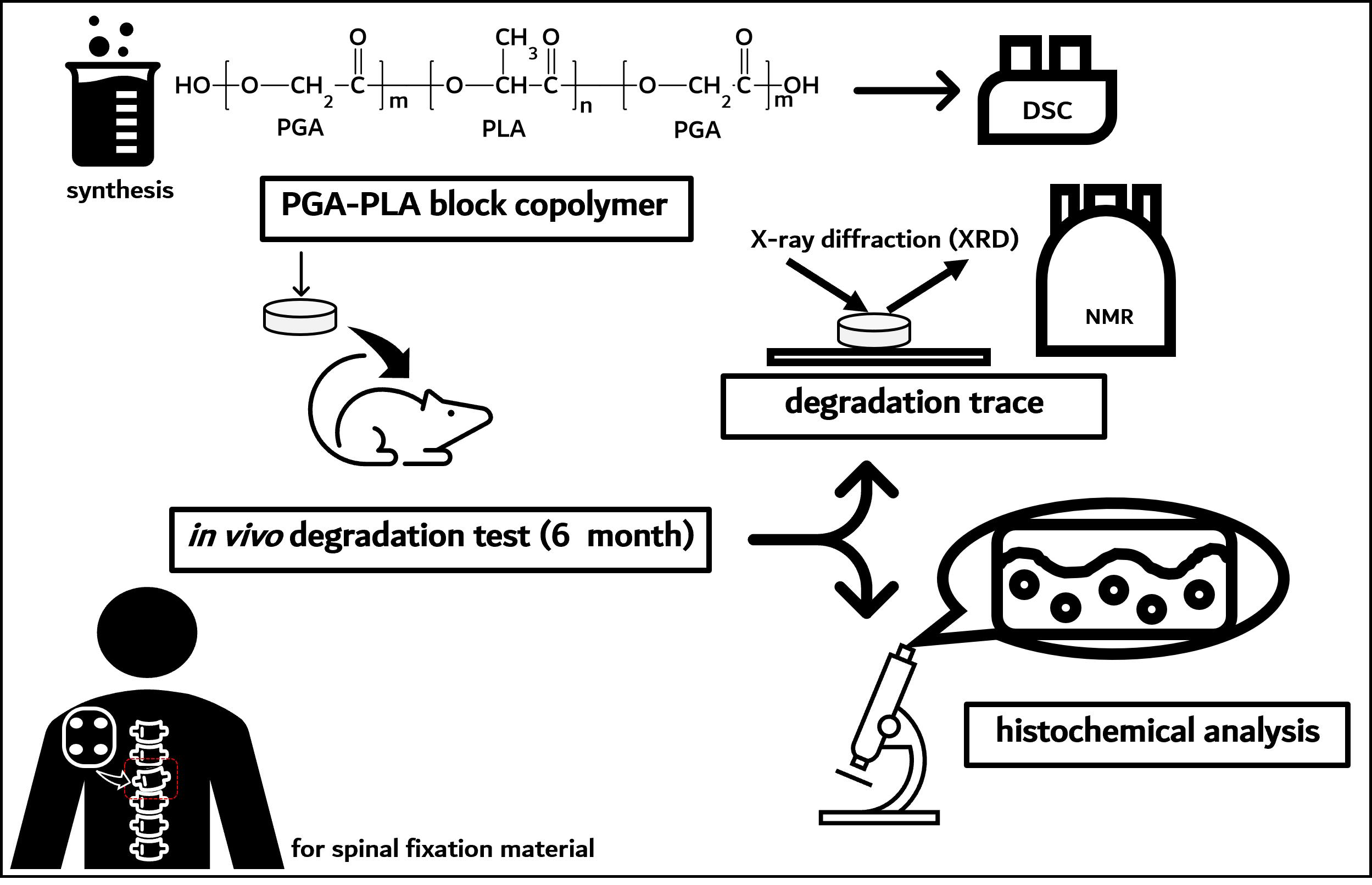 Polymers | Free Full-Text | In Vivo Degradation Studies of PGA-PLA ...