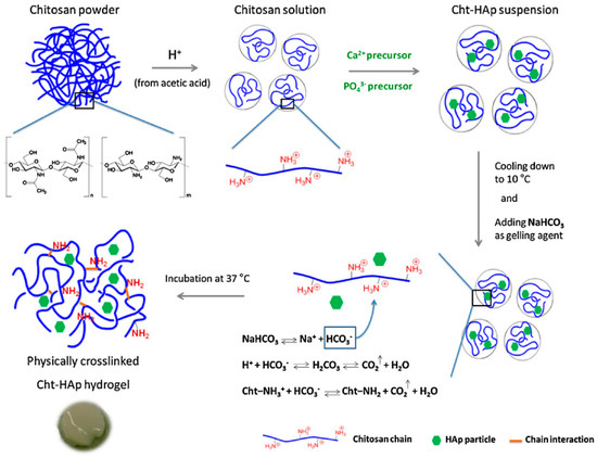 Chitosan-Based Biomaterials for Bone Tissue Engineering Applications: A ...