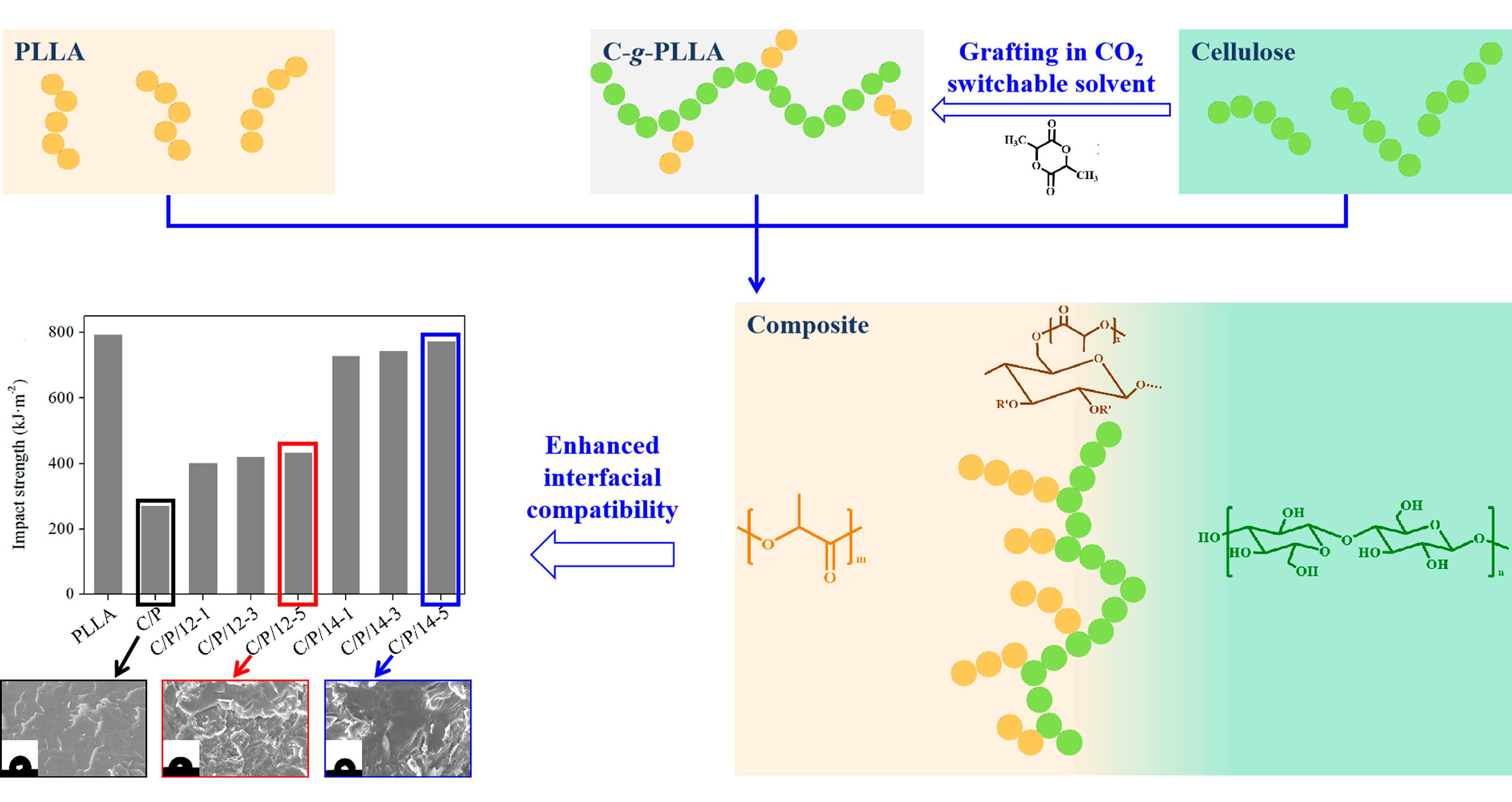 Polymers | Free Full-Text | Using Cellulose-graft-Poly(L-lactide ...