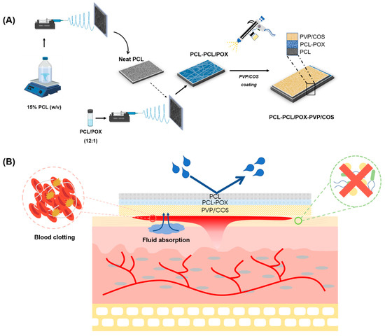 Optimization of Oligomer Chitosan/Polyvinylpyrrolidone Coating for ...