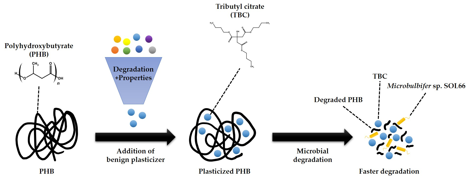 Polymers | Free Full-Text | Finding a Benign Plasticizer to Enhance the ...