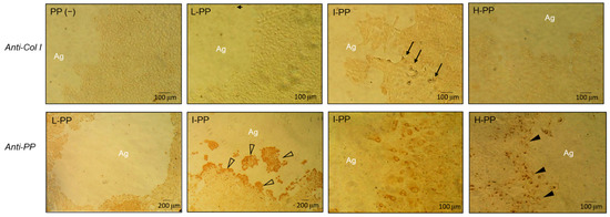 Dentin Sialoprotein/Phosphophoryn (DSP/PP) as Bio-Inductive Materials ...
