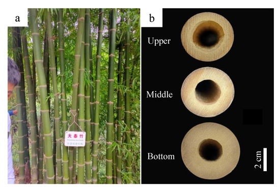 Morphological, Chemical, and Physical–Mechanical Properties of a ...