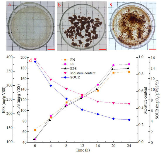 Fast Granulation by Combining External Sludge Conditioning with FeCl3 ...