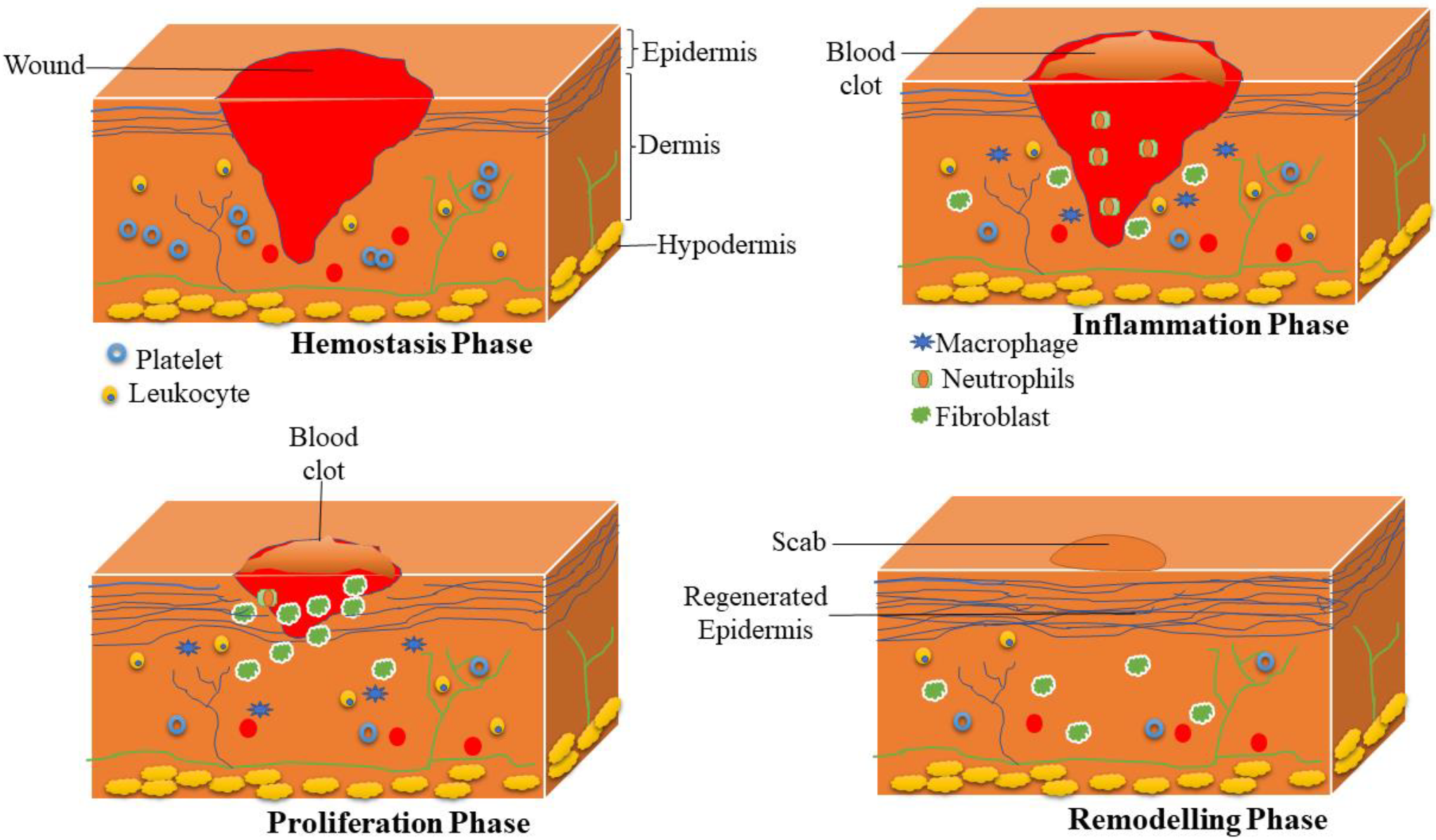 Polymer-Based Hydrogels Enriched with Essential Oils: A Promising ...