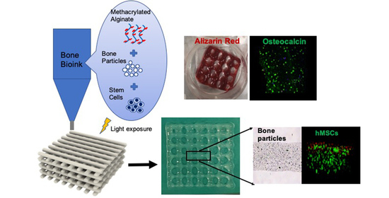 Polymers | Free Full-Text | Cell-Laden Composite Hydrogel Bioinks with Human Bone Allograft ...
