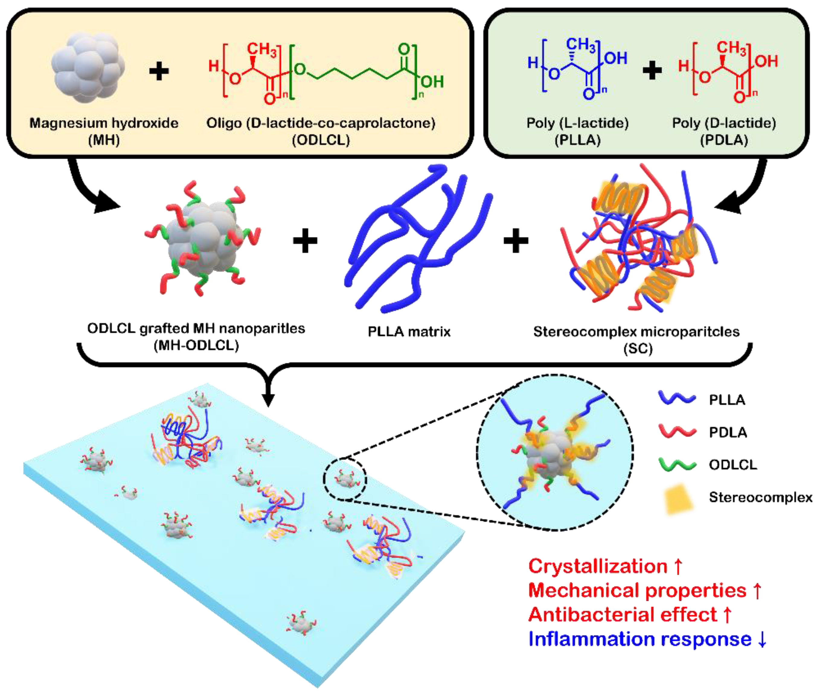Enhanced Mechanical Properties and Anti–Inflammation of Poly(L–Lactic Acid) by Stereocomplexes ...