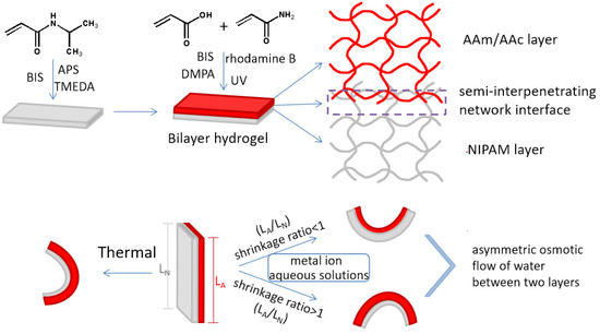 A Metal Ion and Thermal-Responsive Bilayer Hydrogel Actuator Achieved ...