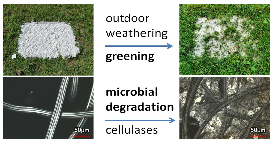 Polymers | Free Full-Text | Cellulose Fibre Degradation in Cellulose ...