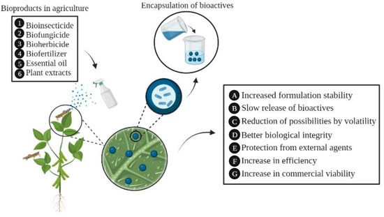 Polymers | Free Full-Text | Encapsulation of Bioactive Compounds for ...