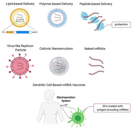 Polymers | Free Full-Text | Design Strategies for and Stability of mRNA ...