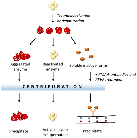 Polyelectrolytes for Enzyme Immobilization and the Regulation of Their ...