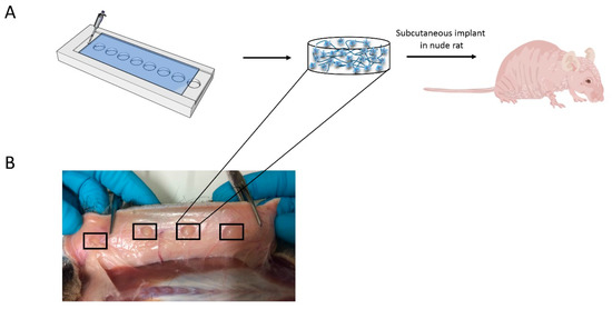 Injectable Cell-Laden Polysaccharide Hydrogels: In Vivo Evaluation of ...