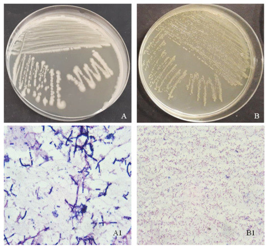 Optimization of Polystyrene Biodegradation by Bacillus cereus and ...