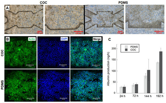 Validation of HepG2/C3A Cell Cultures in Cyclic Olefin Copolymer Based ...
