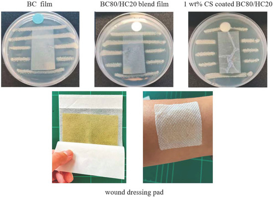 Chitosan-Coated Bacterial Cellulose (BC)/Hydrolyzed Collagen Films and ...