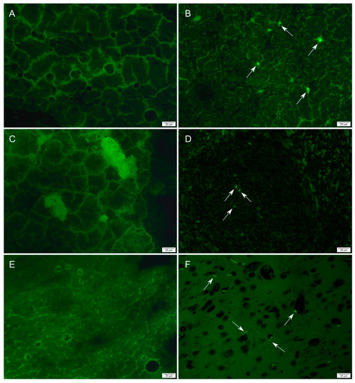 Assessing the In Vivo Biocompatibility of Molecularly Imprinted Polymer ...