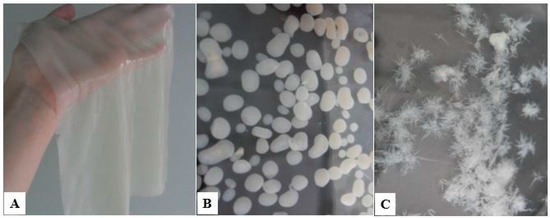 Bacterial Cellulose-Based Polymer Nanocomposites: A Review