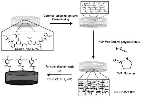 Development of Polyphenol-Functionalized Gelatin-Poly(vinylpyrrolidone ...