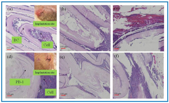 Preparation of 3D Printed Polylactic Acid/Bacterial Cellulose Composite Scaffold for Tissue ...