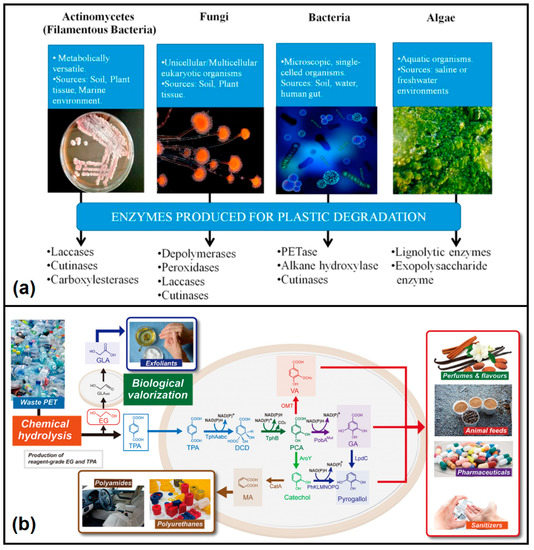 Plastic Waste Upcycling: A Sustainable Solution for Waste Management ...